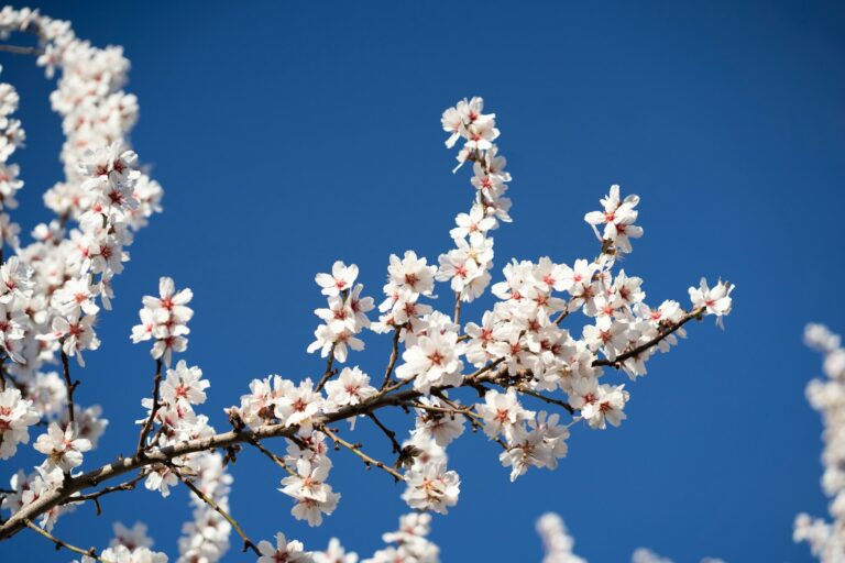 Todo sobre el Almendro en flor de Garrovillas 2025